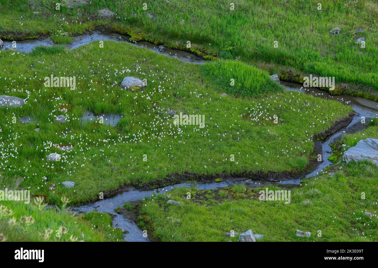 High altitude boggy pasture on the Nufenen Pass, in the Swiss Alps ...