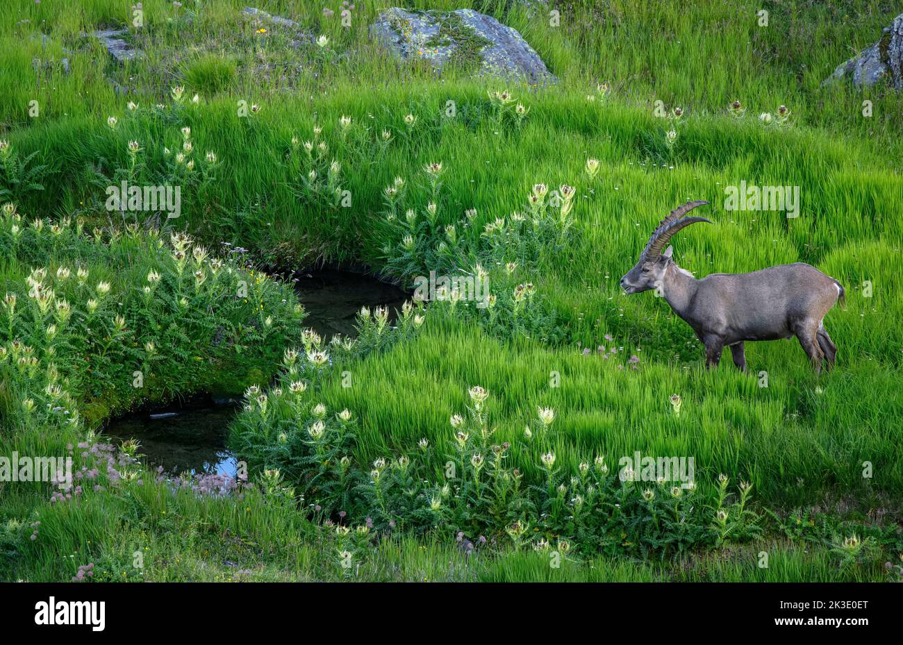 Old male Alpine ibex, Capra ibex, in high alpine boggy pasture with ...