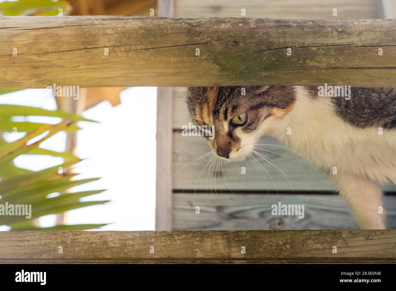 Beautiful brown and white cat with green eyes peeking from a wooden ...