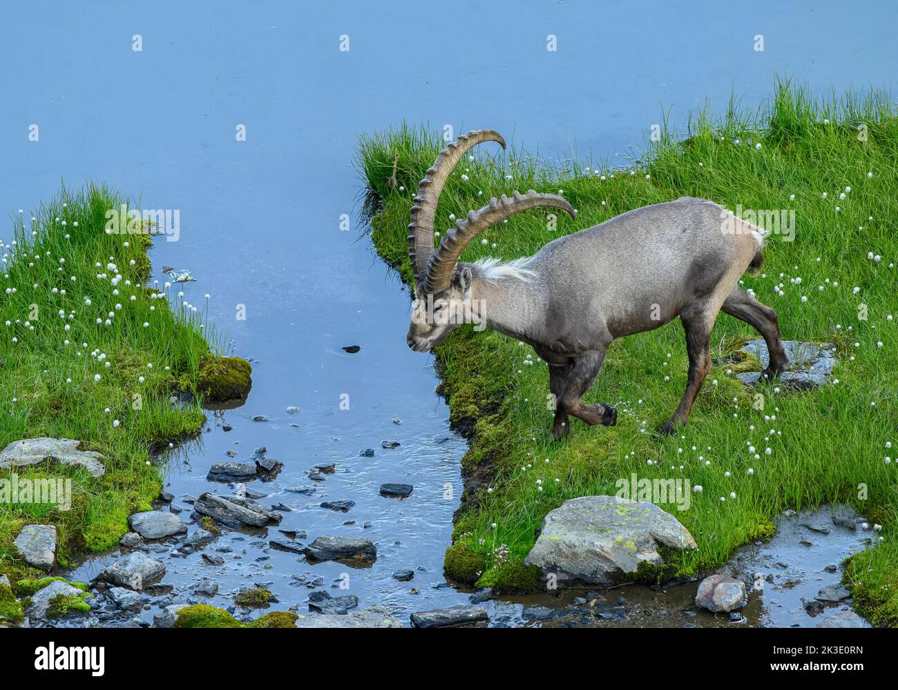 Old male Alpine ibex, Capra ibex, cossing a lakeside channel in high ...