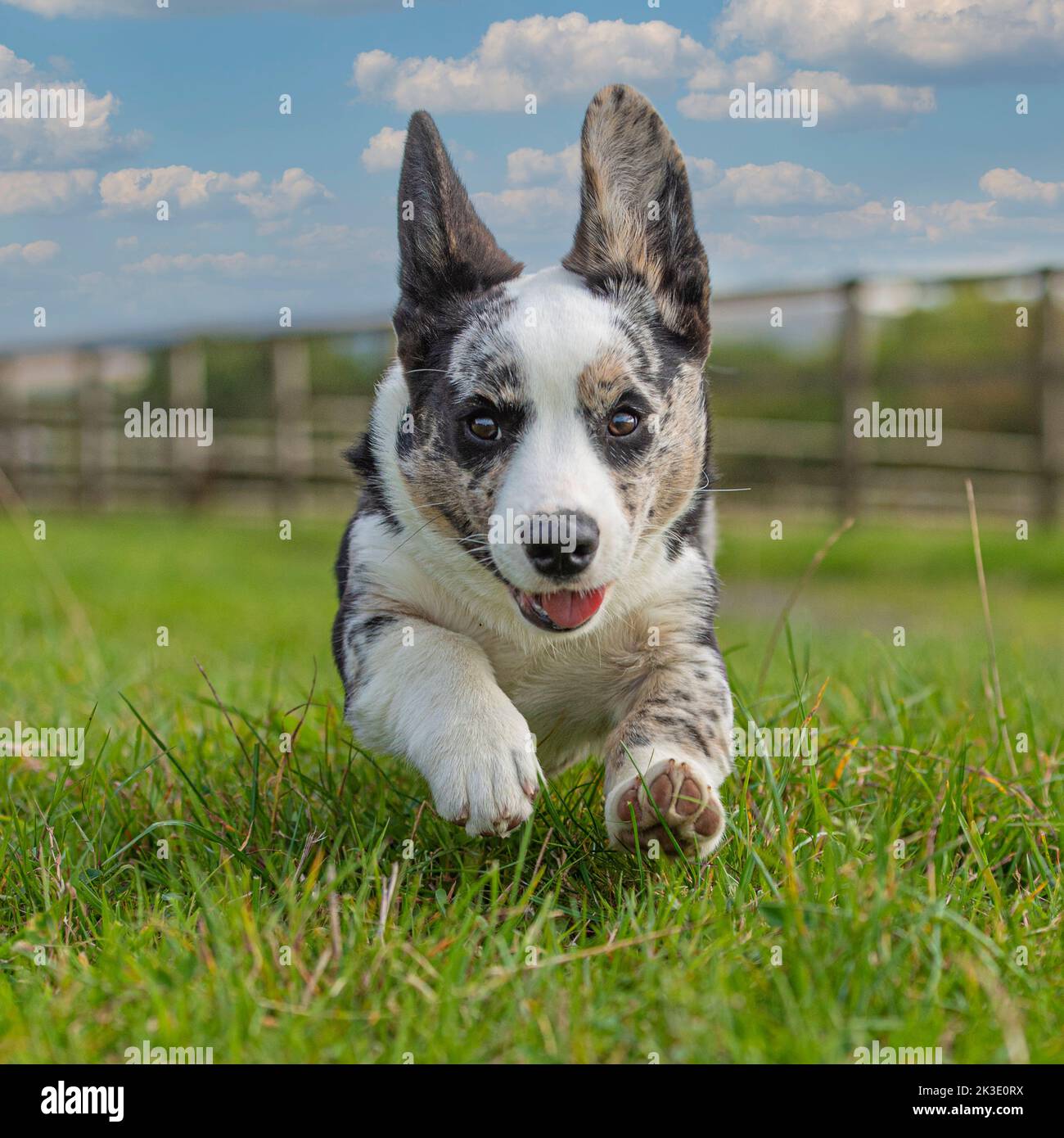 corgi puppy running towards camera Stock Photo - Alamy