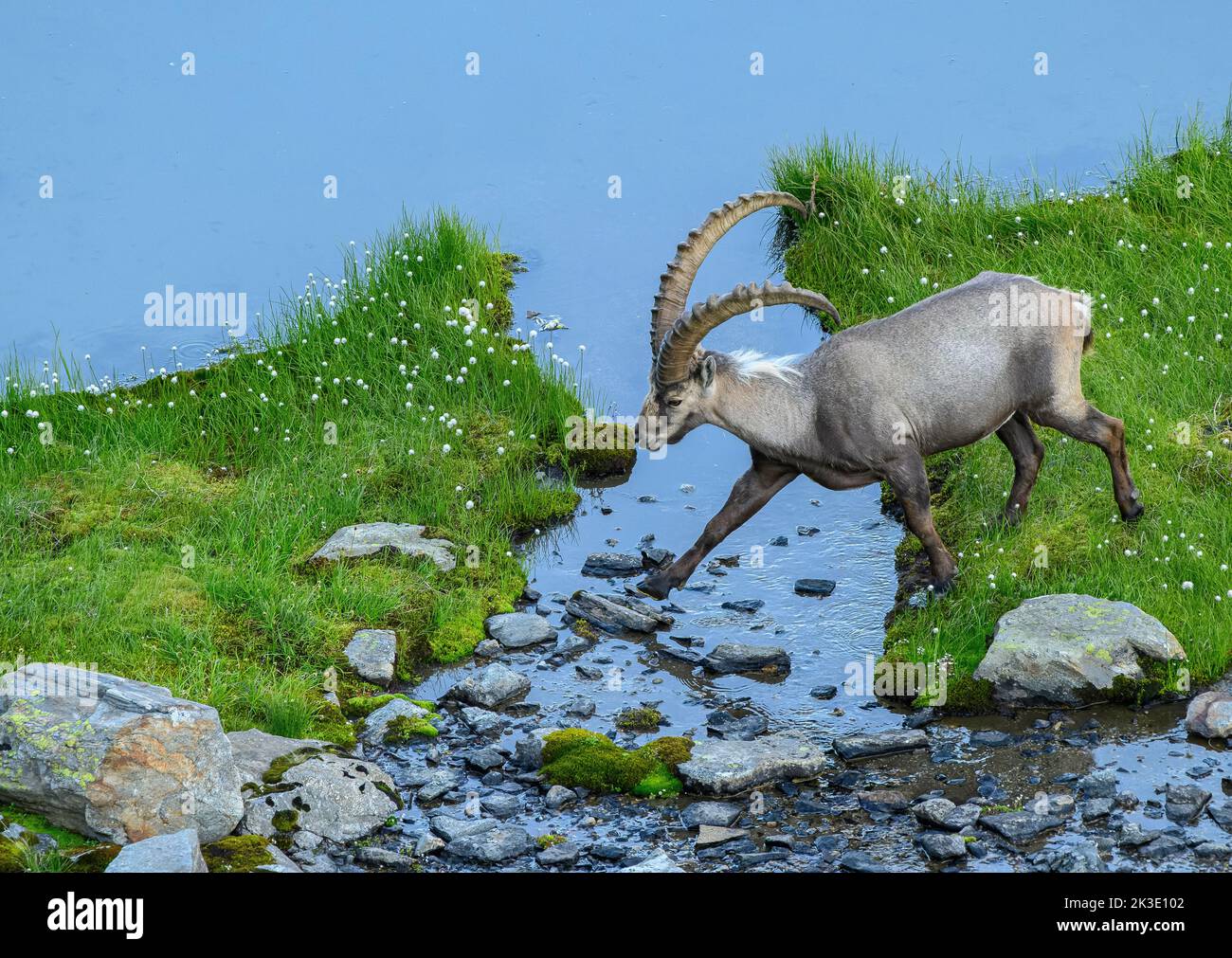 Old male Alpine ibex, Capra ibex, cossing a lakeside channel in high ...