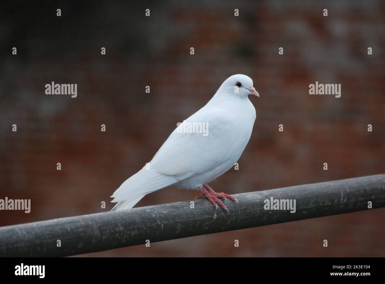 Calm white dove hi-res stock photography and images - Alamy