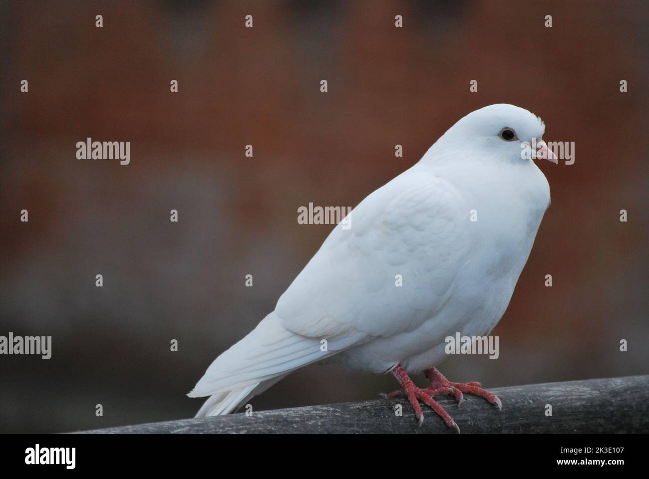 Calm white dove hi-res stock photography and images - Alamy
