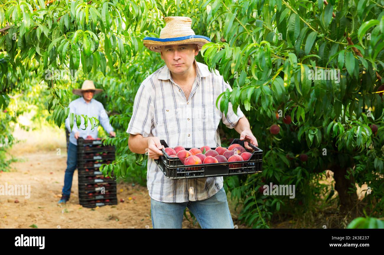 Gardener picking peaches harvest Stock Photo - Alamy