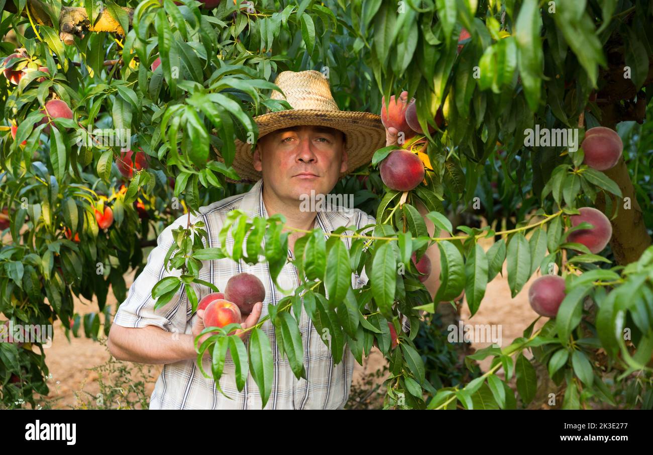 Man farmer in hat picking peaches from tree in garden Stock Photo - Alamy