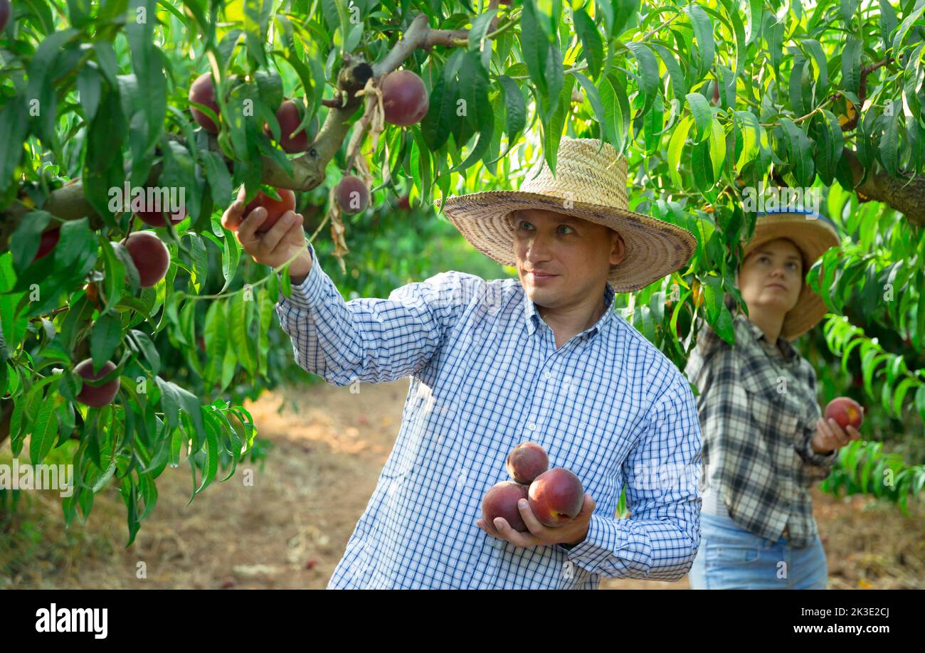 Man picking peaches from tree in garden, female on background Stock ...
