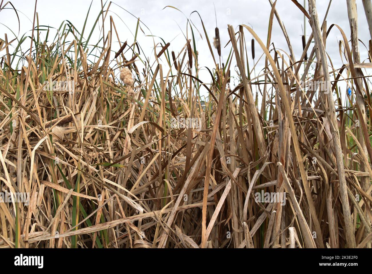 Hedge end new build estate hi-res stock photography and images - Alamy