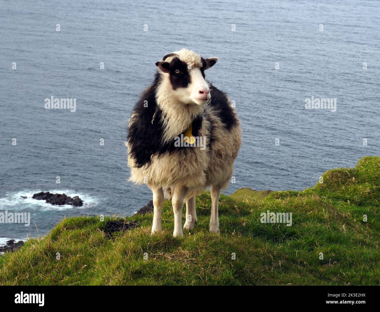 Faroese black white sheep hi-res stock photography and images - Alamy