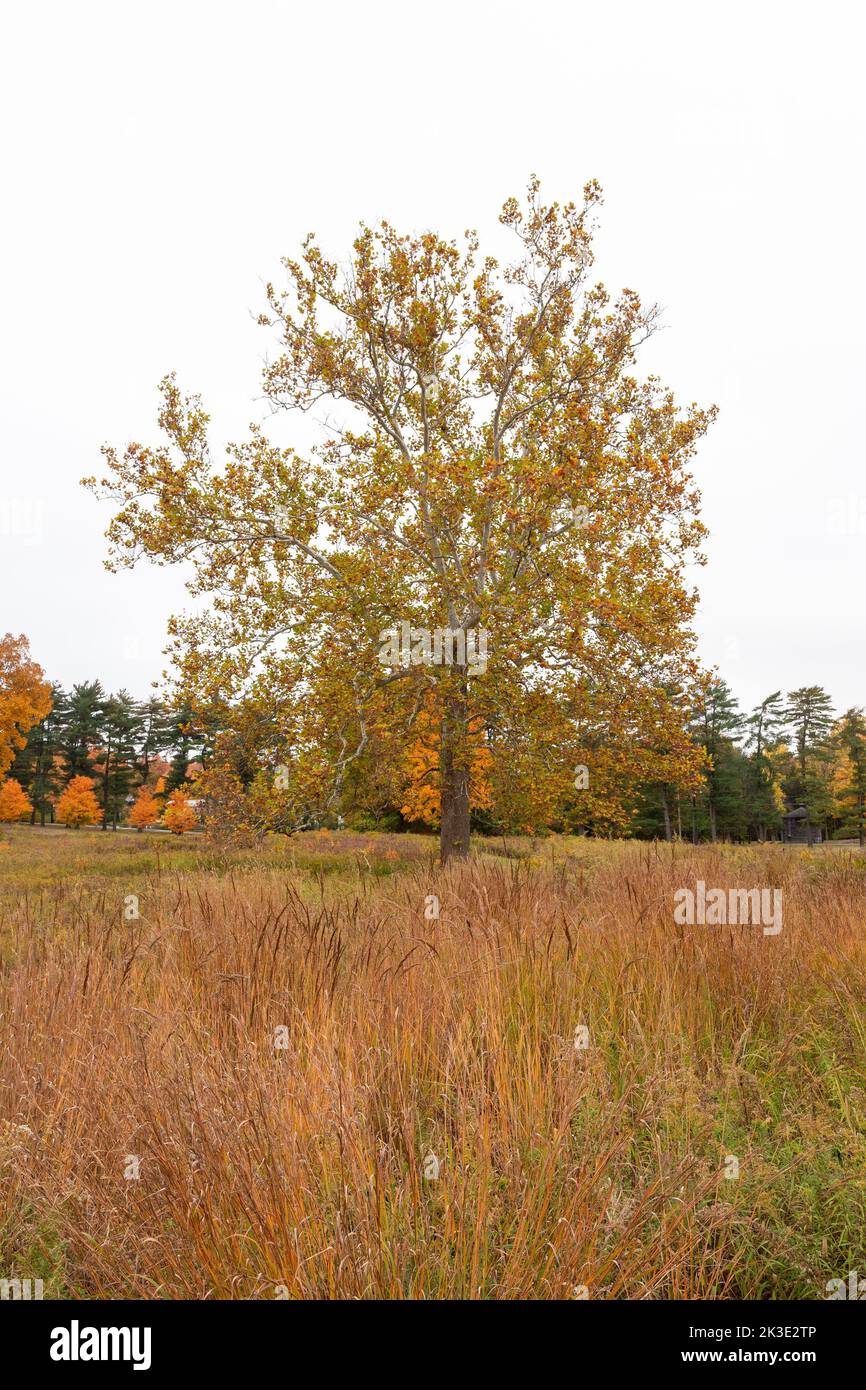 A Sycamore tree during the Fall season Stock Photo - Alamy