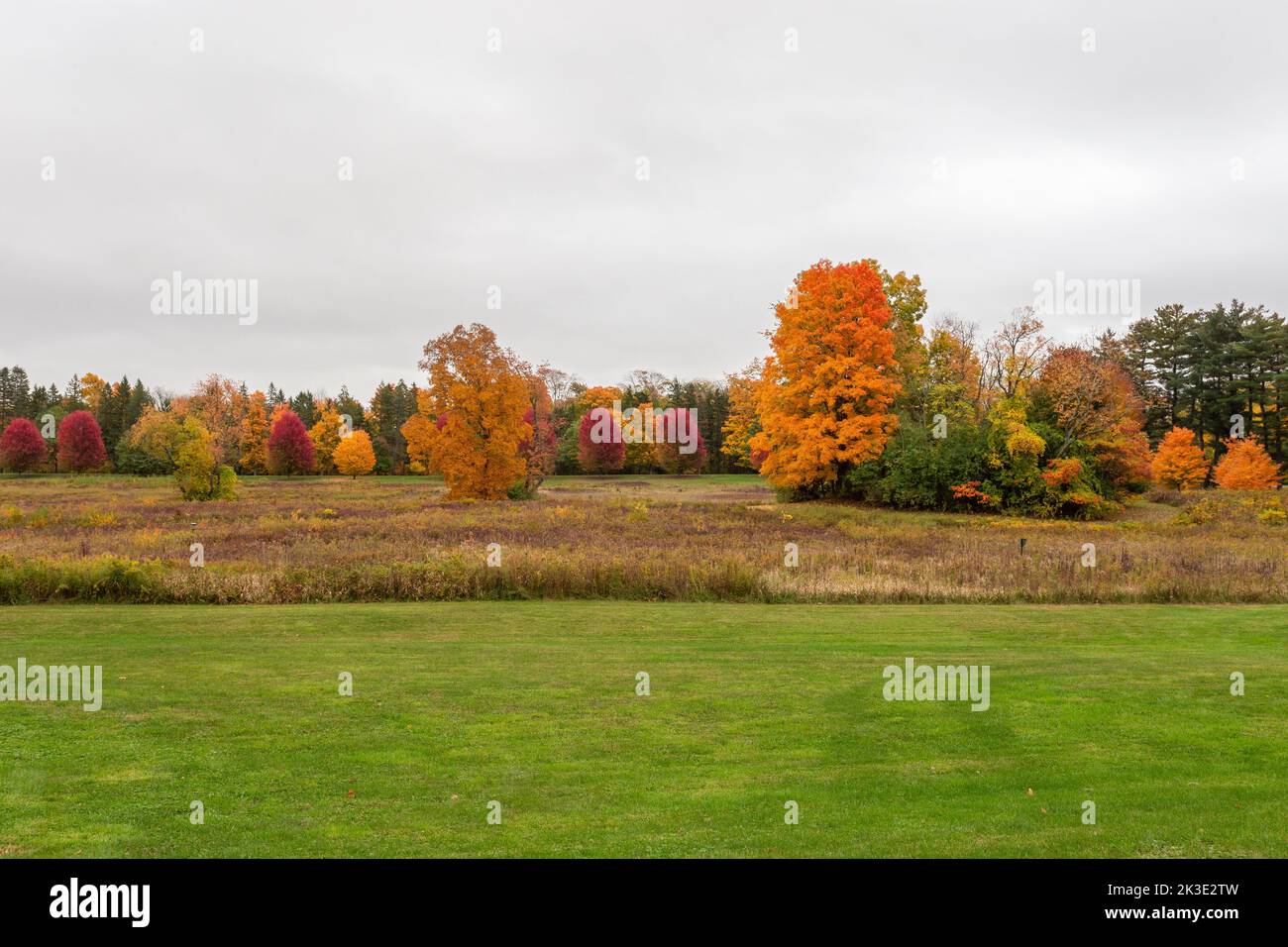 A line of red maple trees in the Fall season Stock Photo - Alamy
