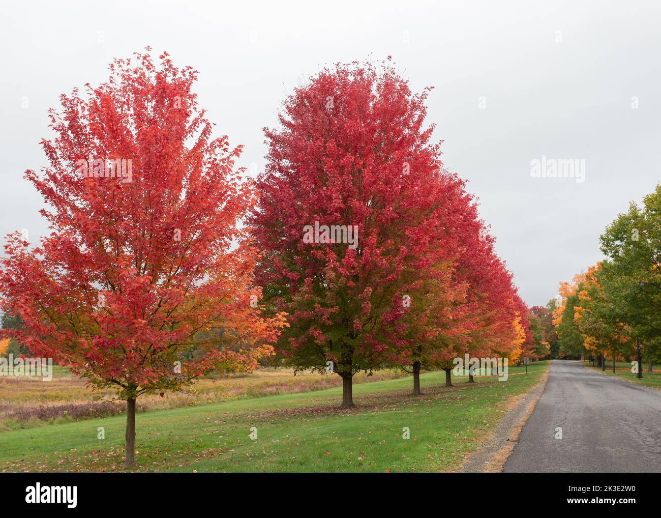 A line of red maple trees in the Fall season Stock Photo - Alamy