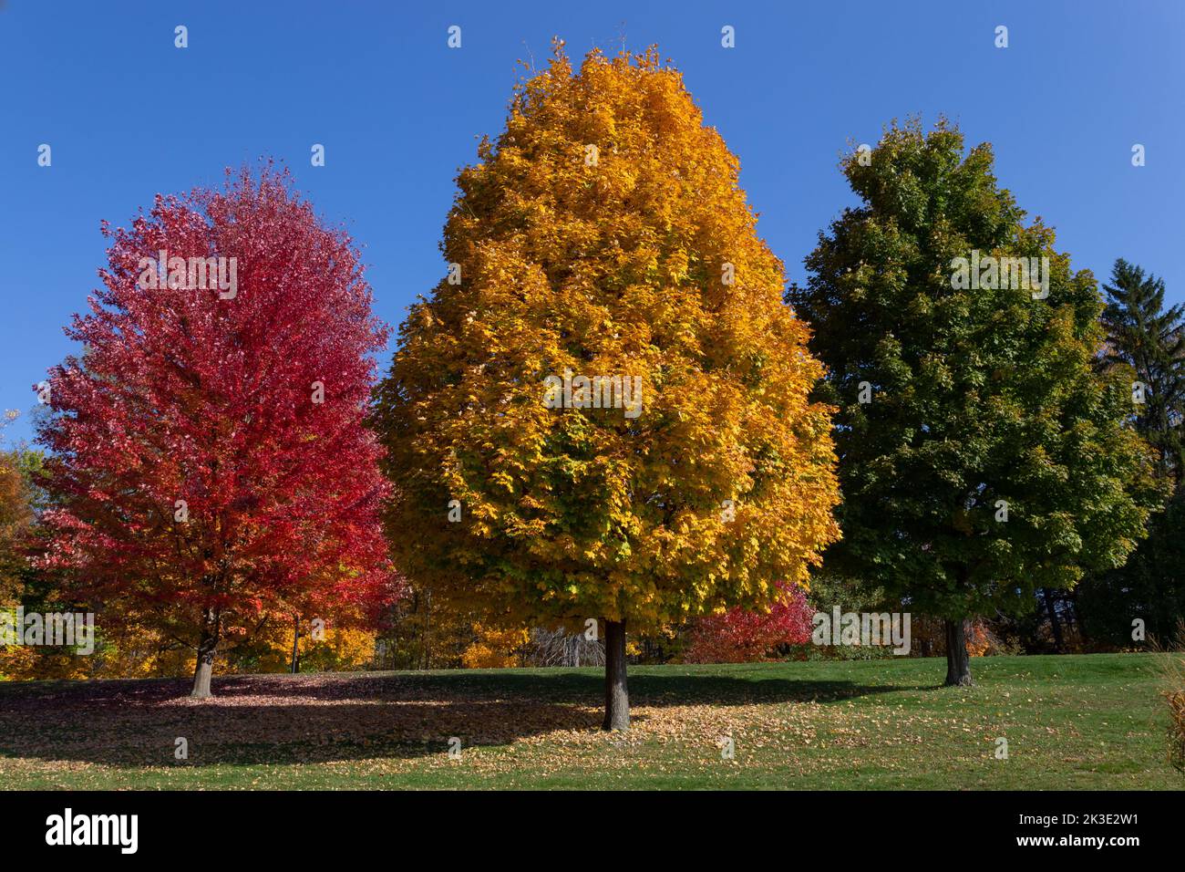 3 maple trees together in Fall, a red, a yellow, and a green Upstate ...
