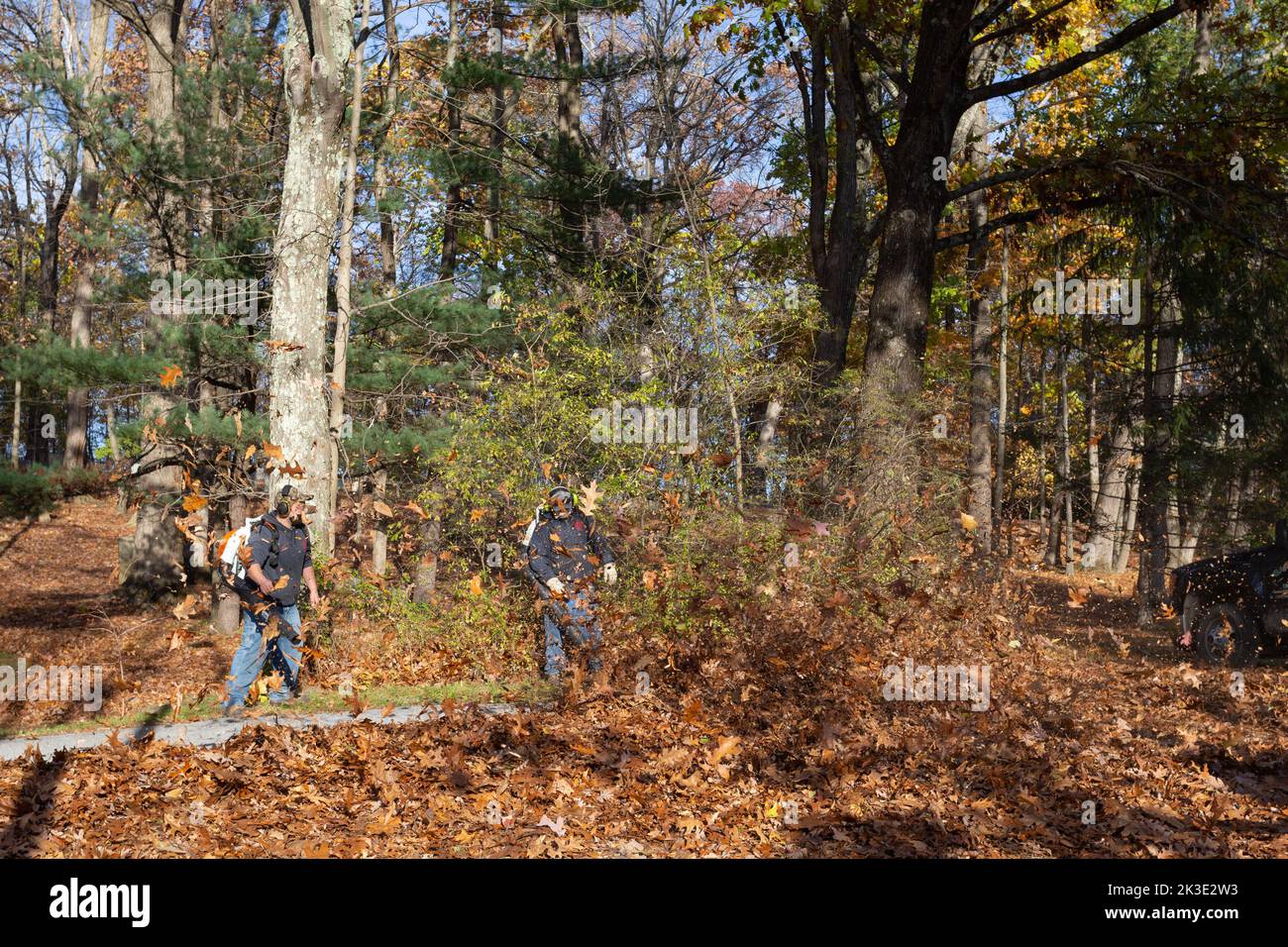 2 workers blowing dead leaves holding a leaf blower during in a bright ...