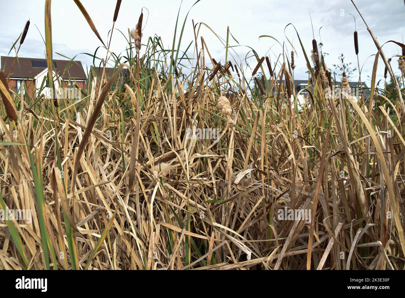 Hedge end new build estate hi-res stock photography and images - Alamy