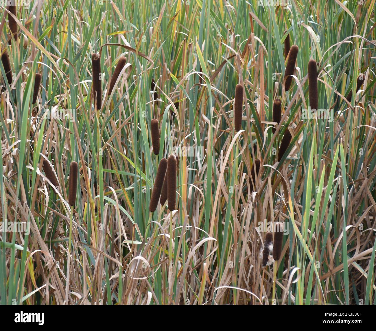 Hedge end new build estate hi-res stock photography and images - Alamy
