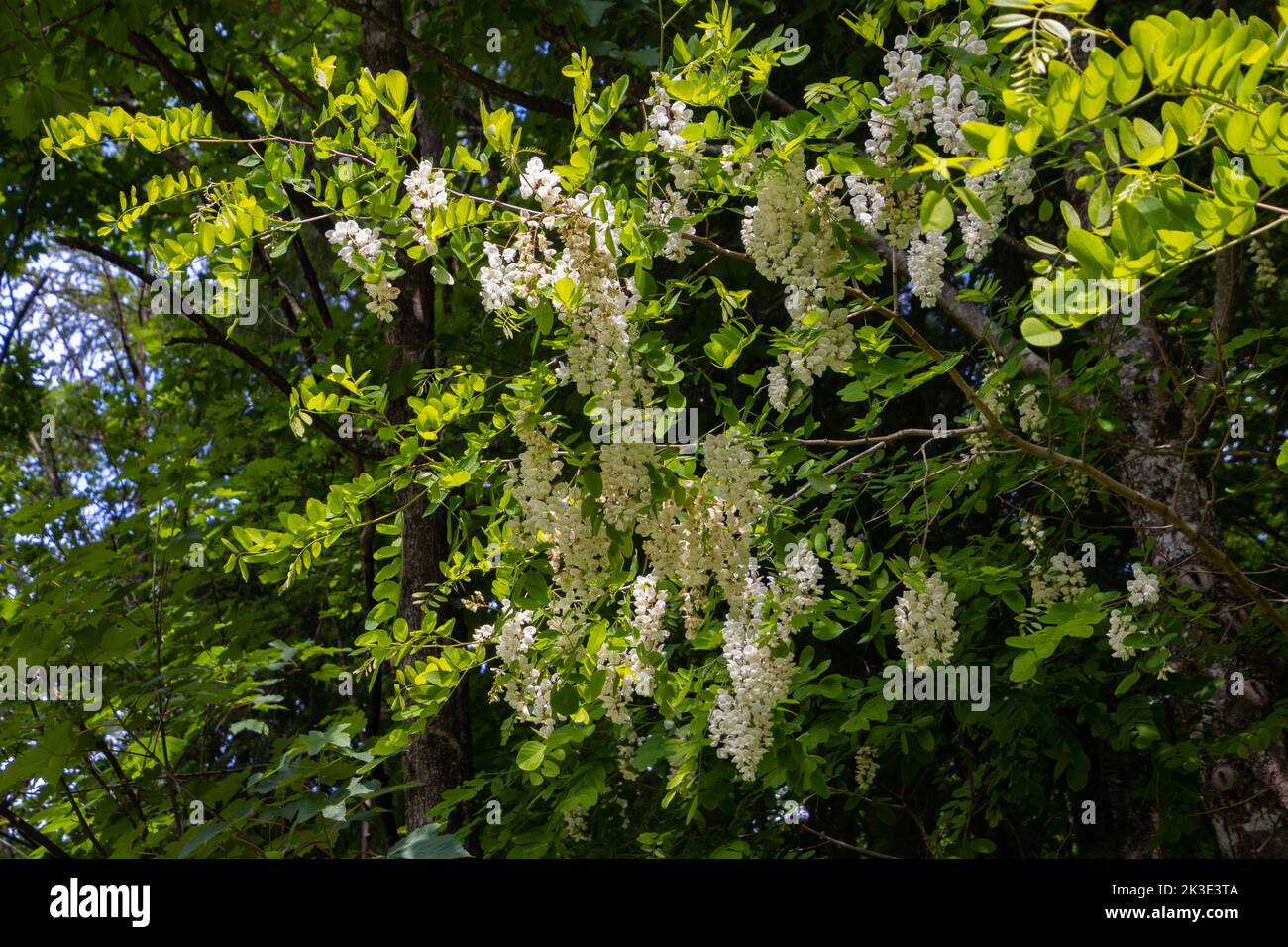 Robinia pseudoacacia flower hi-res stock photography and images - Alamy