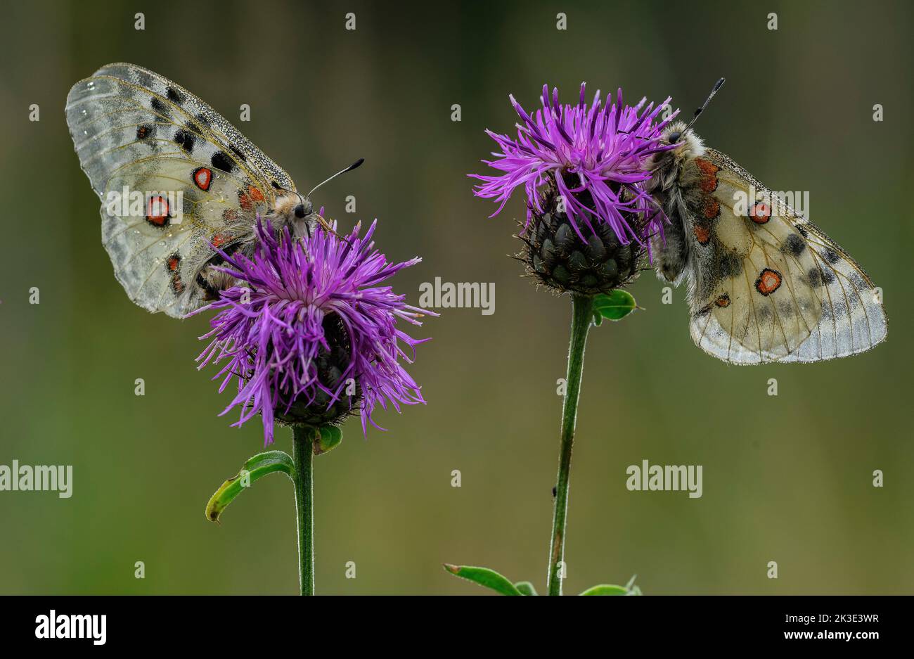 Two Apollo butterflies, Parnassius apollo, feeding on Knapweed, in the ...