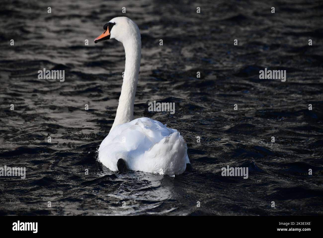 Swan on the River Barrow, Athy, County Kildare, Ireland Stock Photo - Alamy