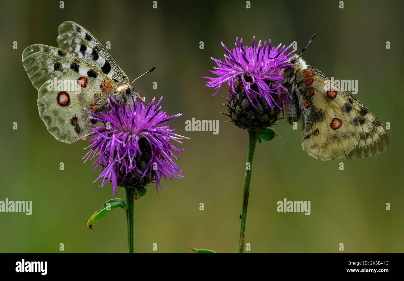 Two Apollo butterflies, Parnassius apollo, feeding on Knapweed, in the ...