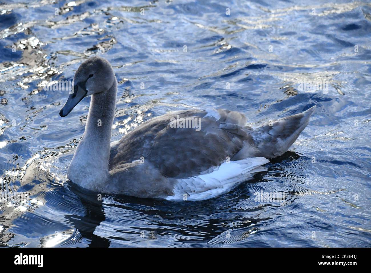 White swan birds bird wildlife hi-res stock photography and images - Alamy