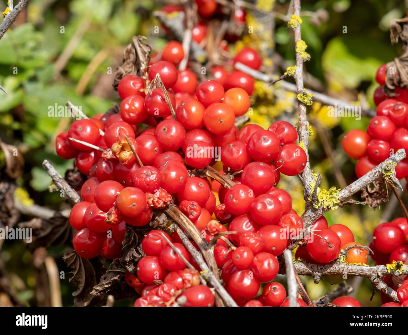 The berries of Black Bryony, Tamus communis, a highly poisonous plant ...