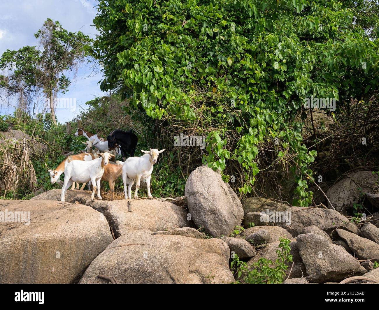 Goats near Itanda Falls of the Victoria Nile in Uganda, sunny day in ...