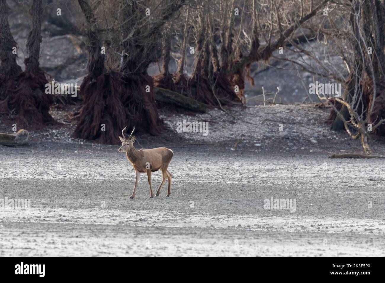 red deer in the wetland, Abruzzo, Italy Stock Photo - Alamy