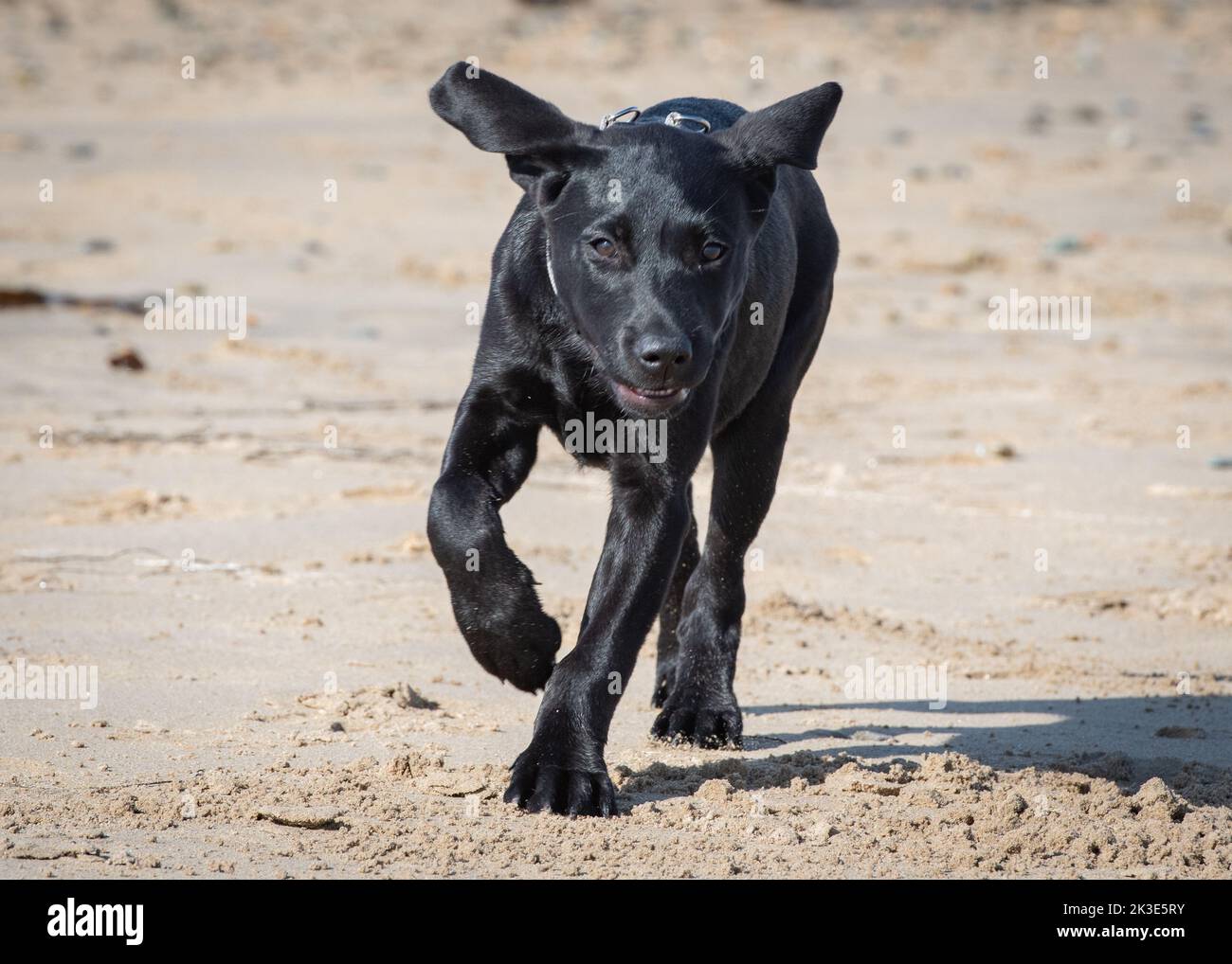 Black Labrador Puppy playing on a beach Stock Photo - Alamy