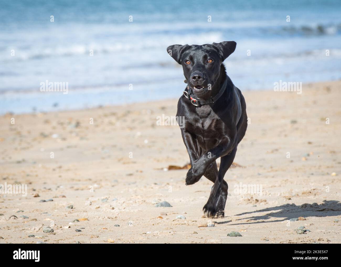 Black Labrador Puppy playing on a beach Stock Photo - Alamy