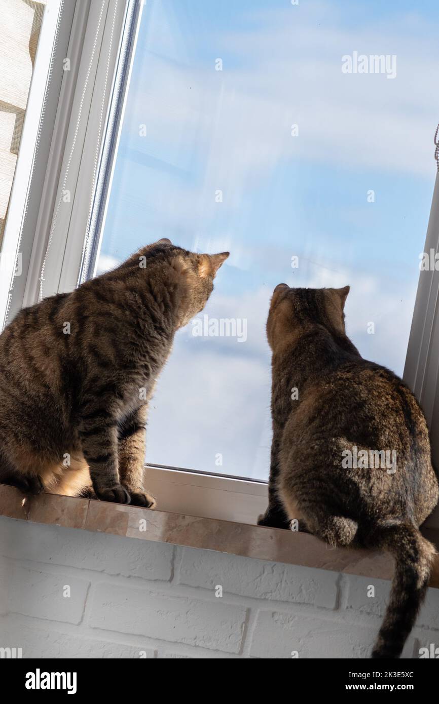 Two cats are sitting next to the window in the apartment Stock Photo ...