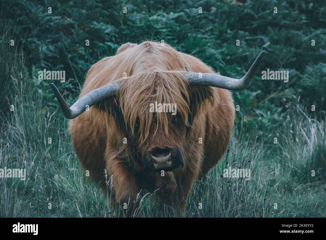 Moody cow hi-res stock photography and images - Alamy