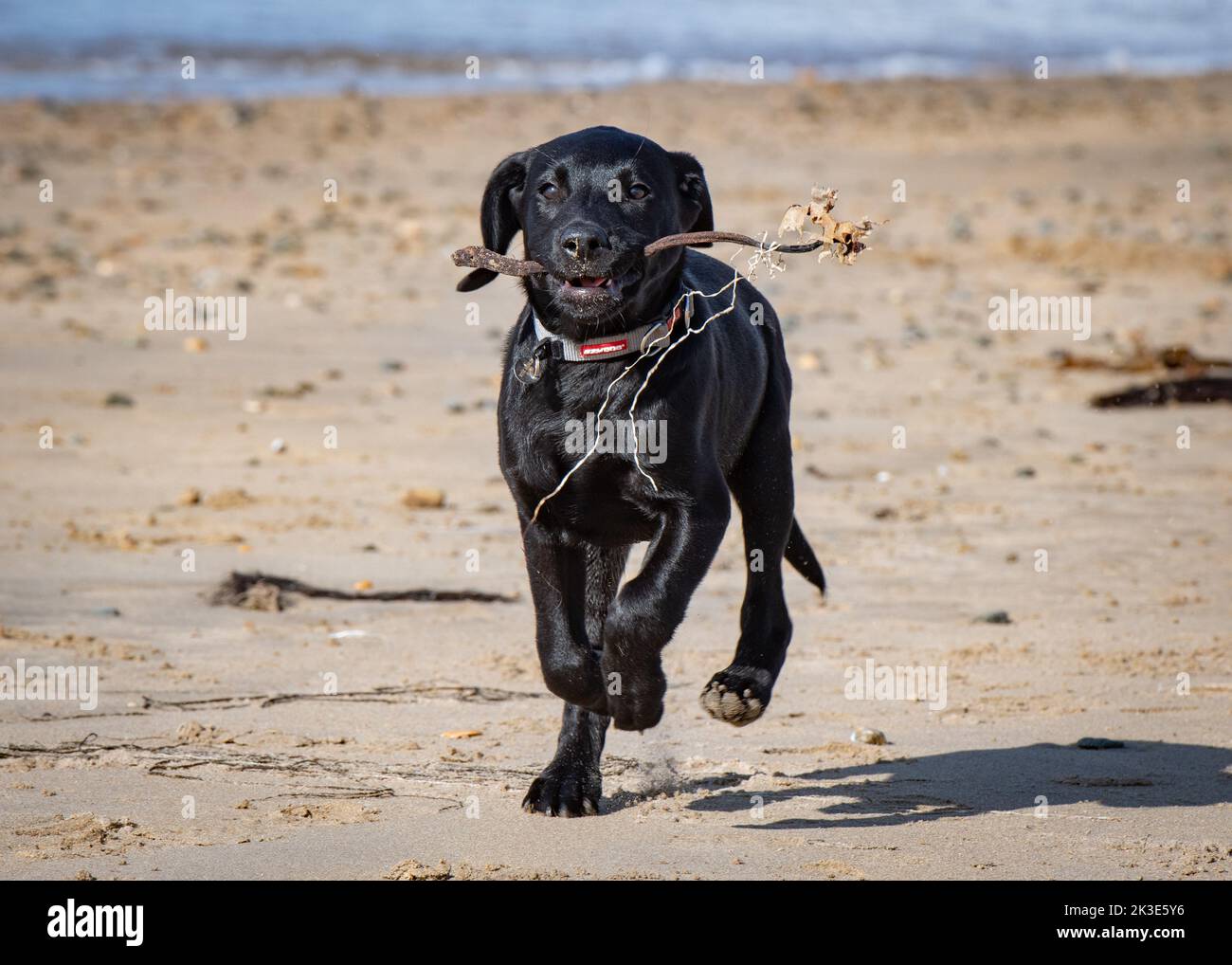 Black Labrador Puppy playing on a beach Stock Photo - Alamy