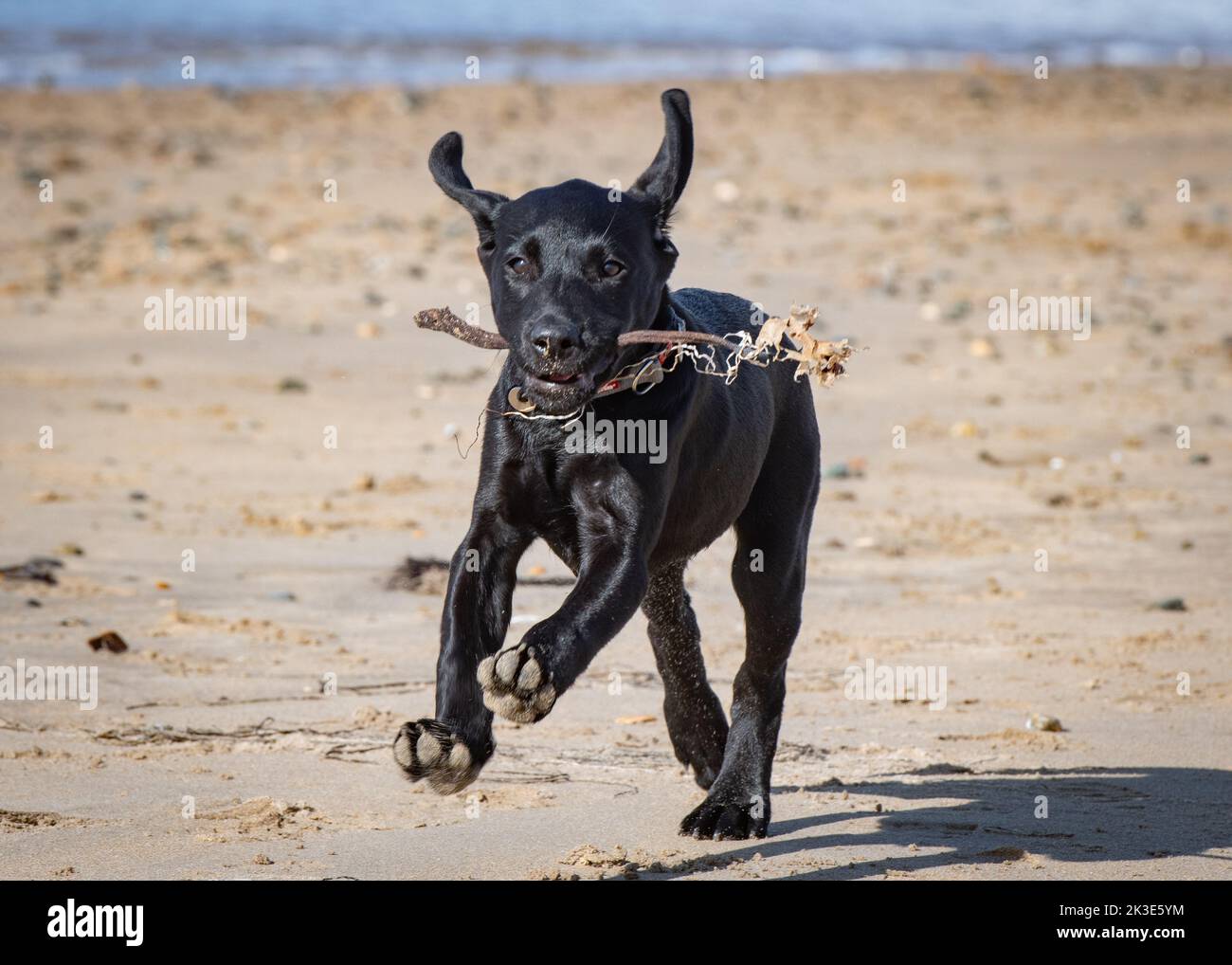 Black Labrador Puppy playing on a beach Stock Photo - Alamy