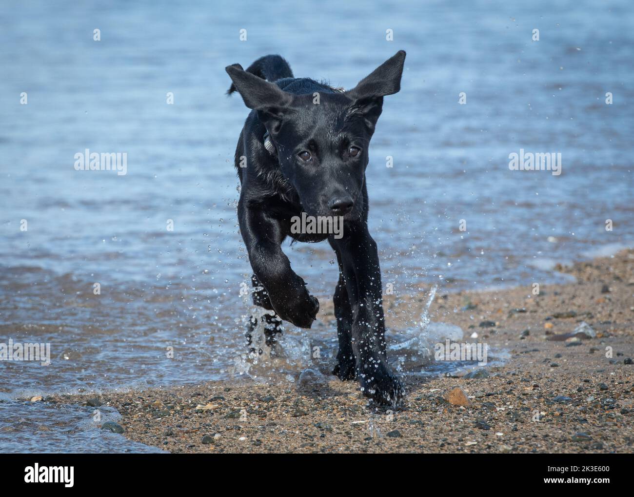 Black Labrador Puppy playing on a beach Stock Photo - Alamy