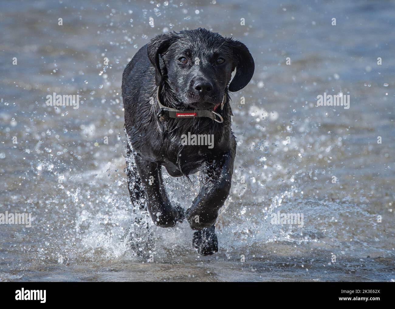 Black Labrador Puppy playing on a beach Stock Photo - Alamy