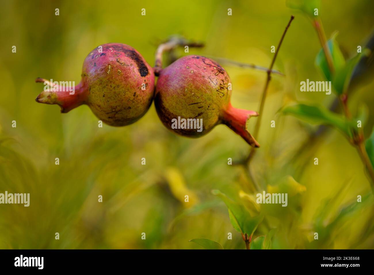 árbol de granada hi-res stock photography and images - Alamy