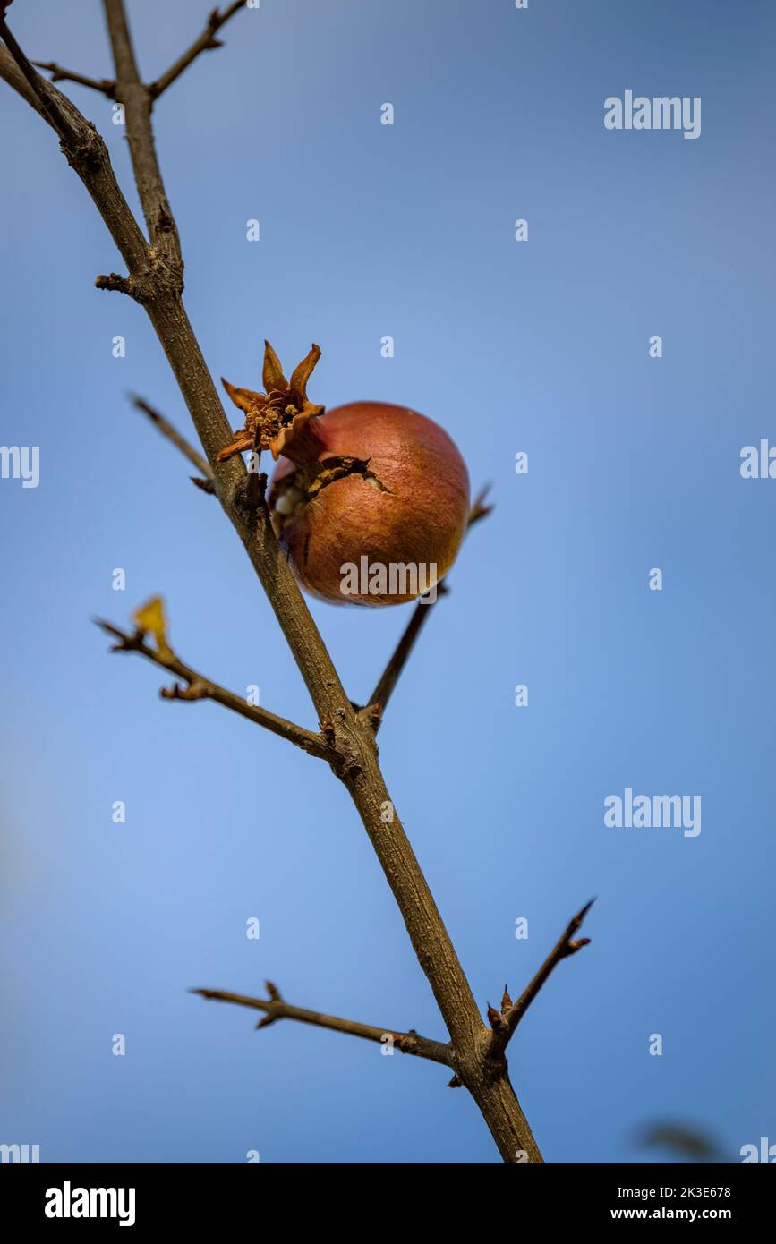 árbol de granada hi-res stock photography and images - Alamy