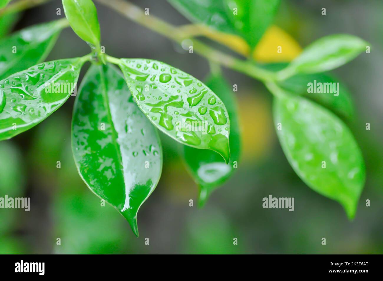 banyan tree or Ficus annulata or ficus bengalensis and rain drop or dew ...