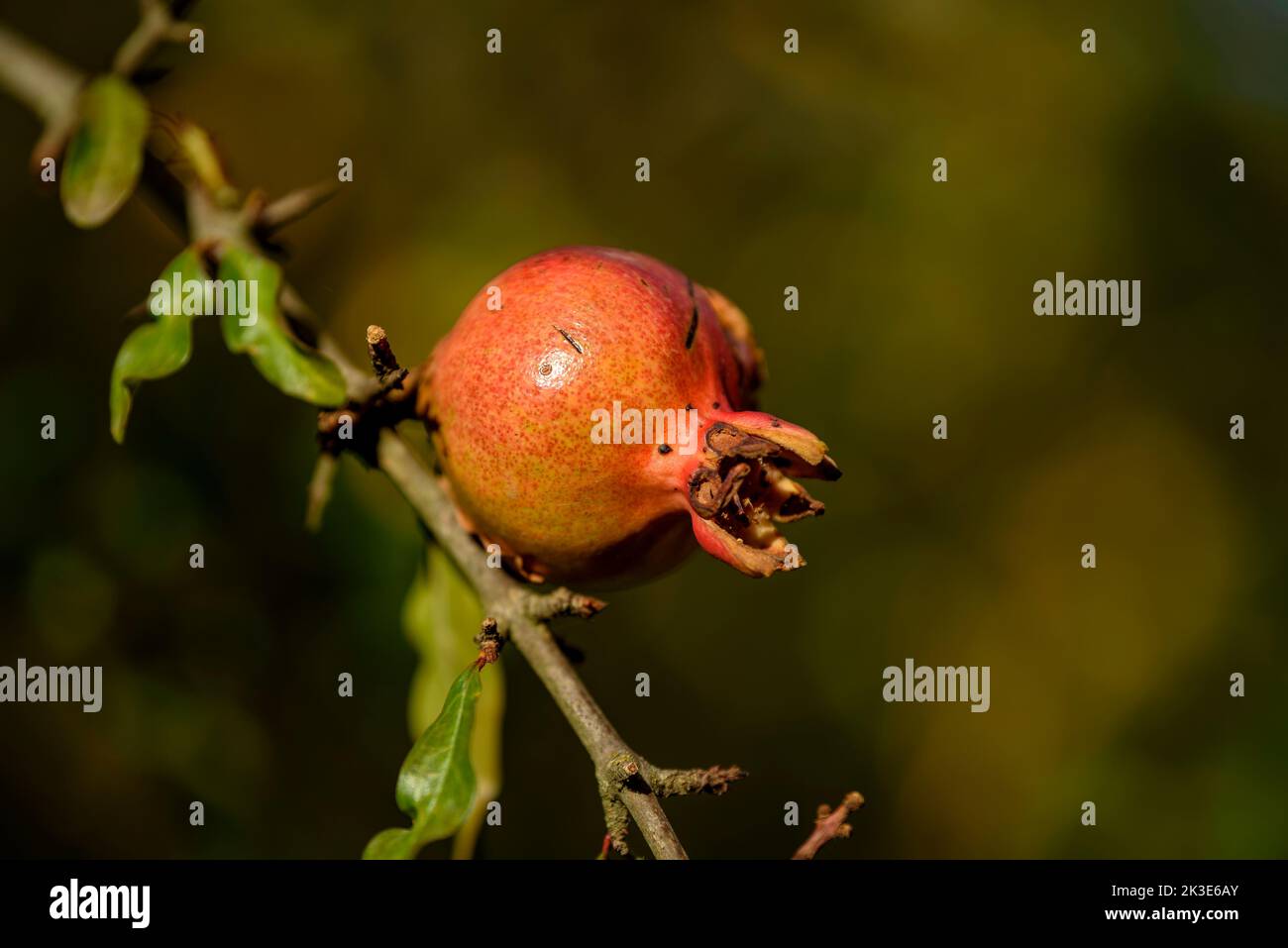 árbol de granada hi-res stock photography and images - Alamy