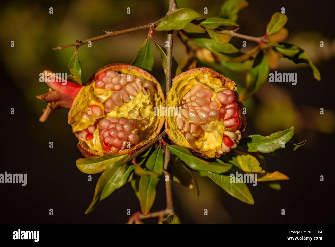 Melograno hi-res stock photography and images - Alamy