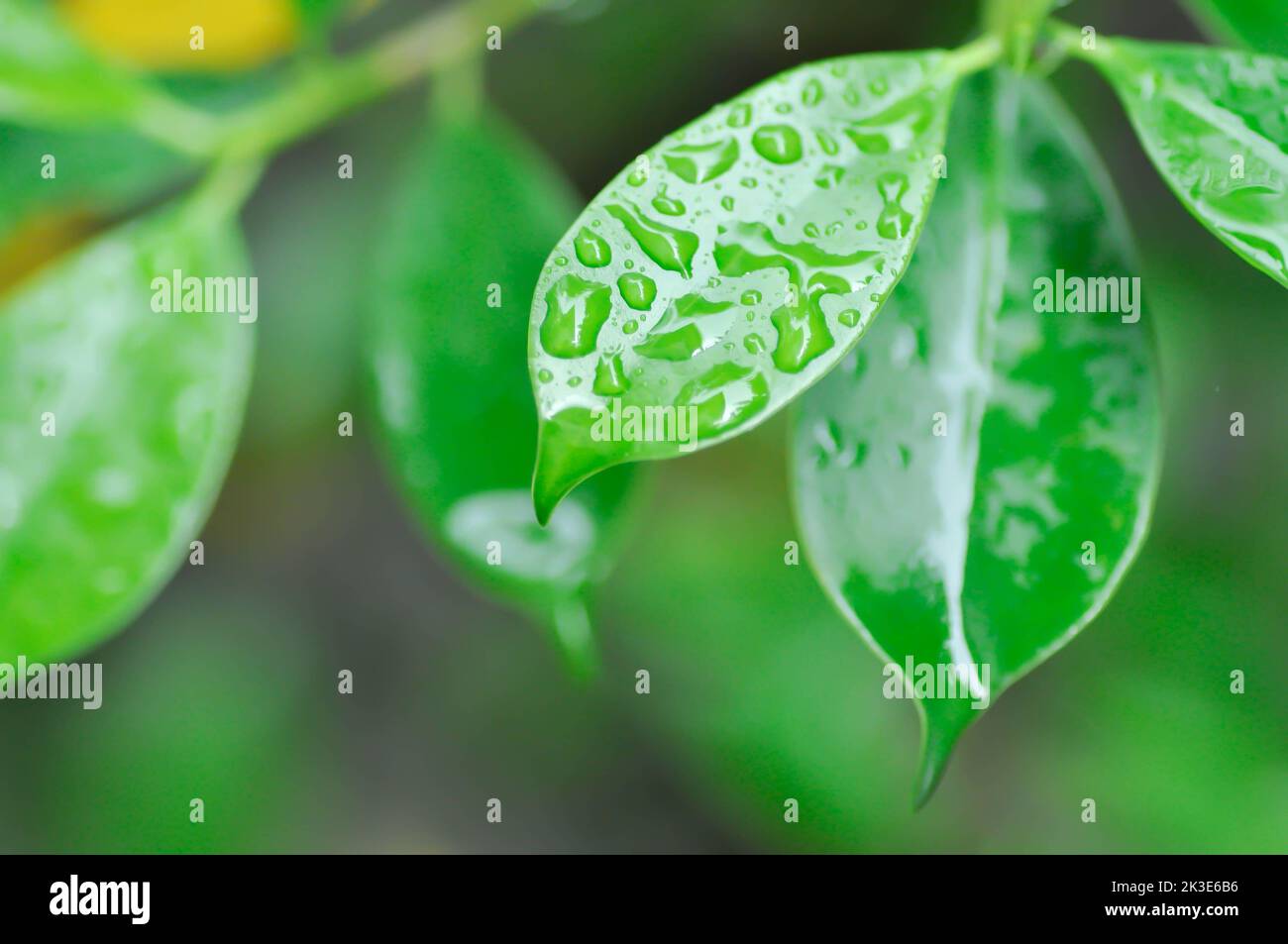 banyan tree or Ficus annulata or ficus bengalensis and rain drop or dew ...