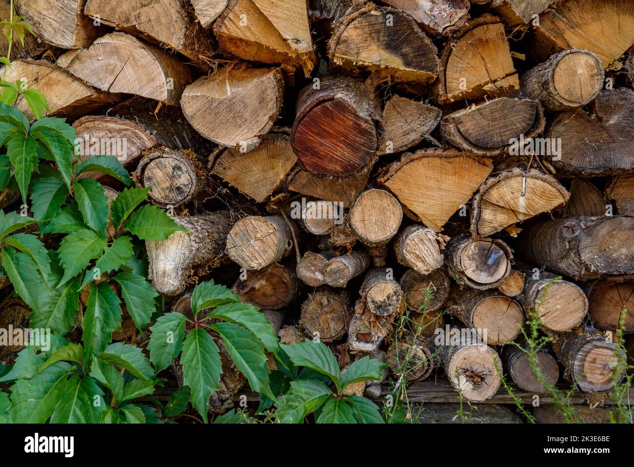 Hojas de hoja de material hi-res stock photography and images - Alamy