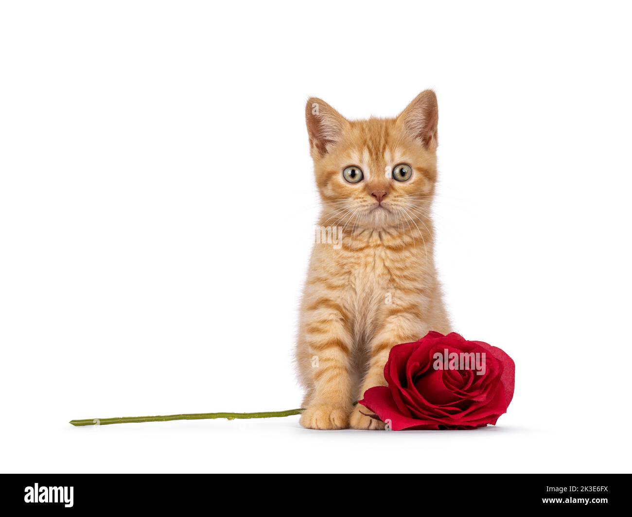 Cute red British Shorthair cat kitten, sitting up facing front with ...