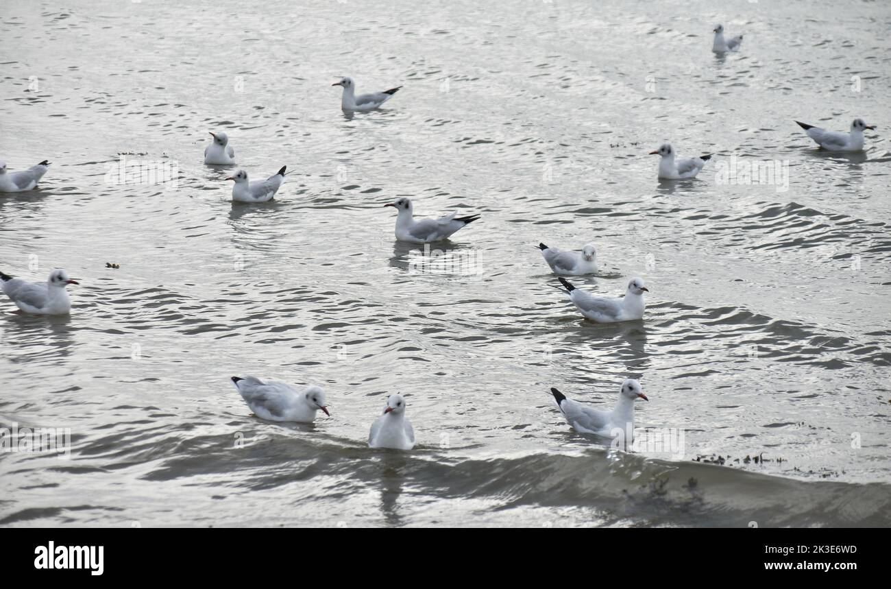 Lots Of Seagulls In The Sea At Western Shore Stock Photo - Alamy