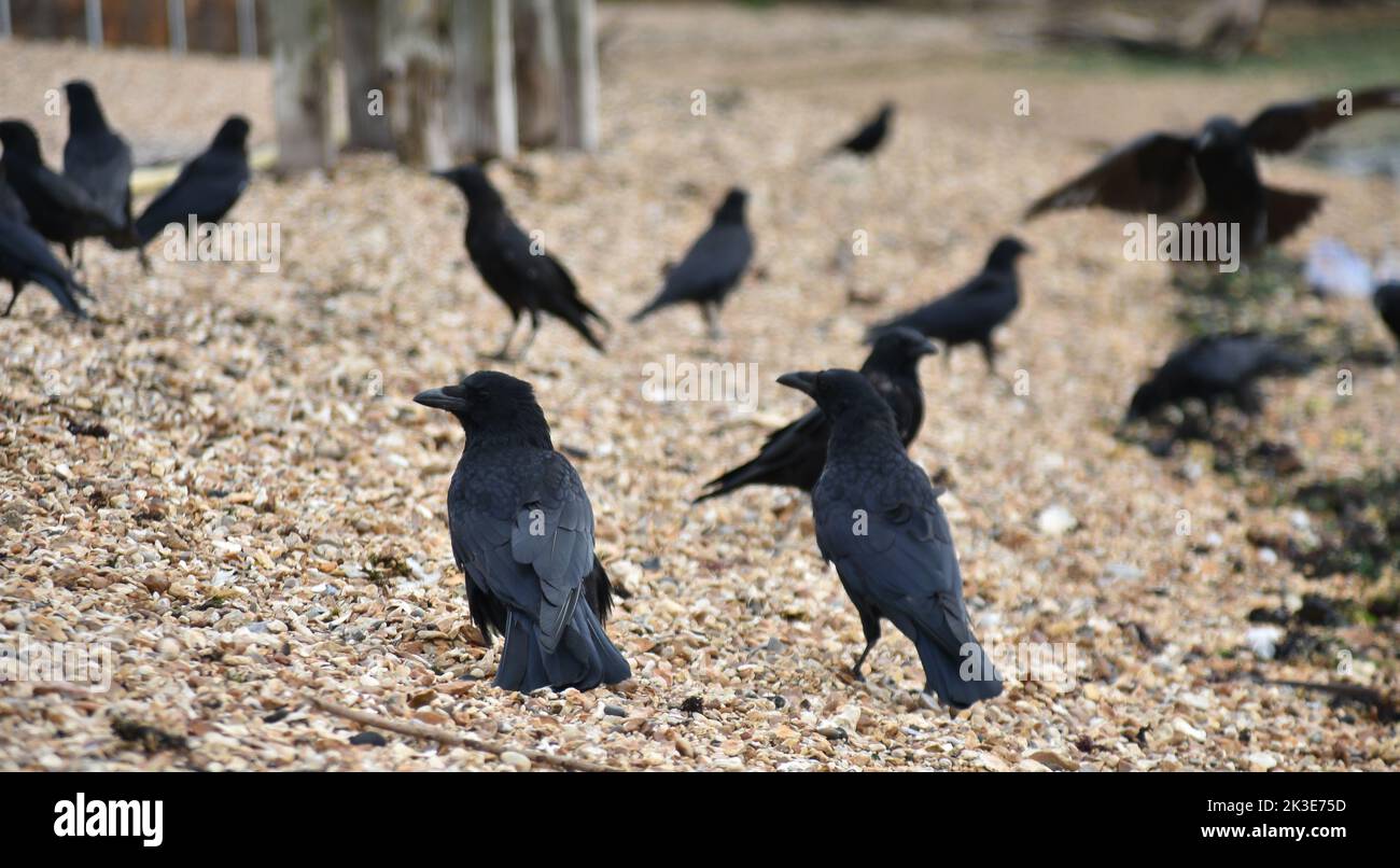 Black crows western shore hi-res stock photography and images - Alamy