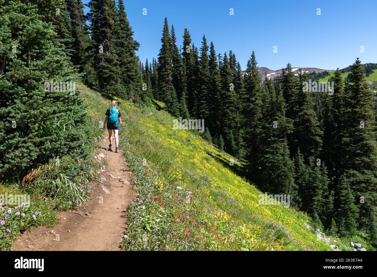 A solo hiker enjoys the stunning wildflower trails of British Columbia ...
