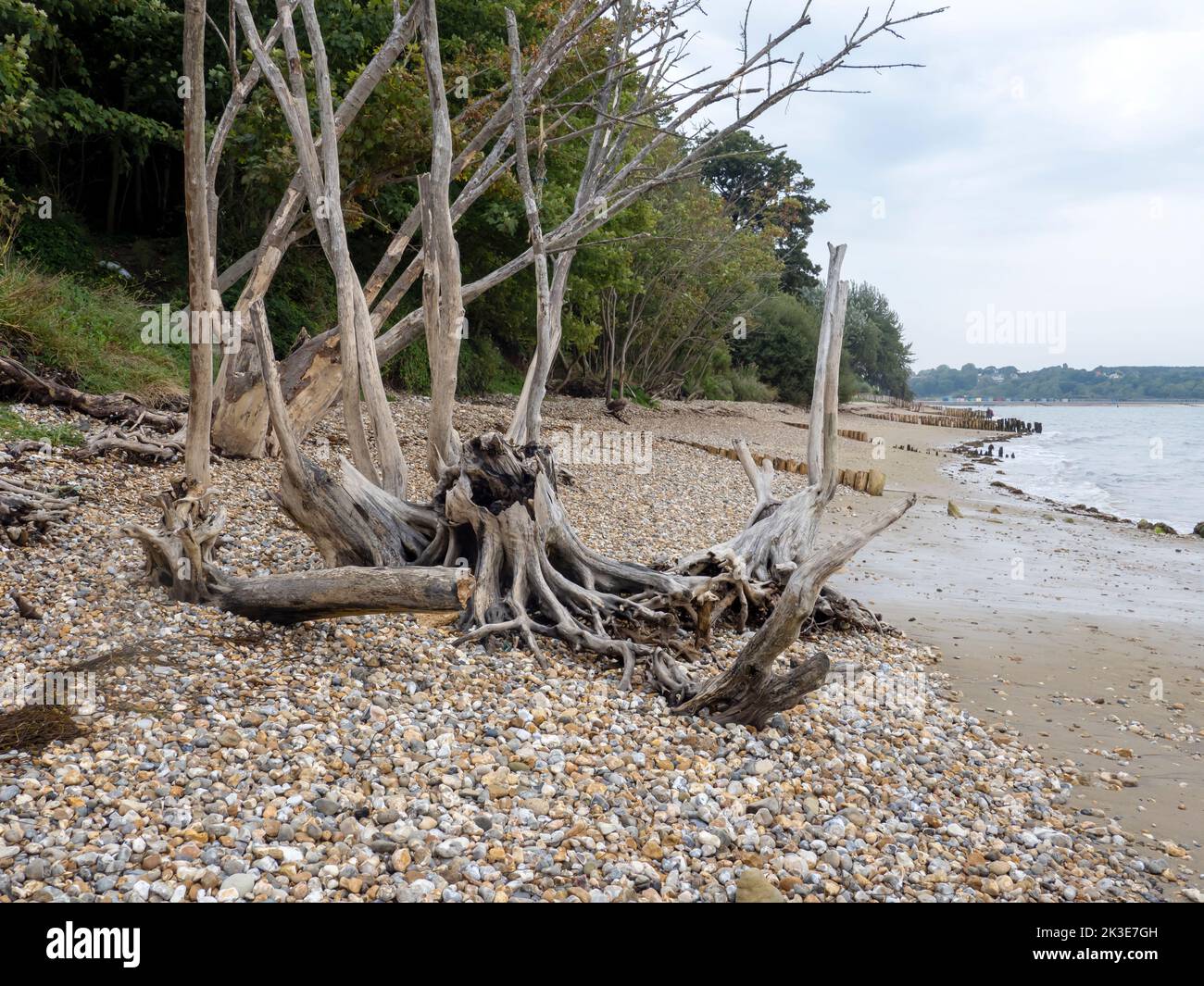 Trees on the beach after rapid coastal erosion at Foreland on the east ...