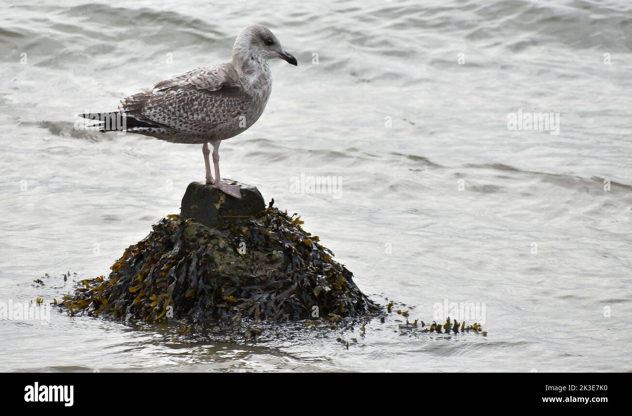 Seagull stood on a mound hi-res stock photography and images - Alamy