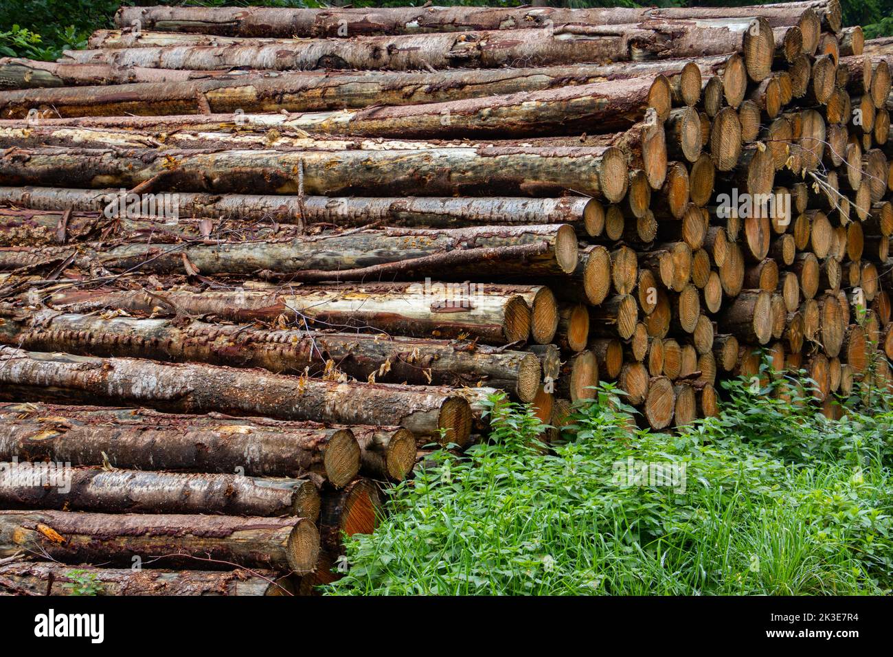 Stack of logs in the forest Stock Photo - Alamy